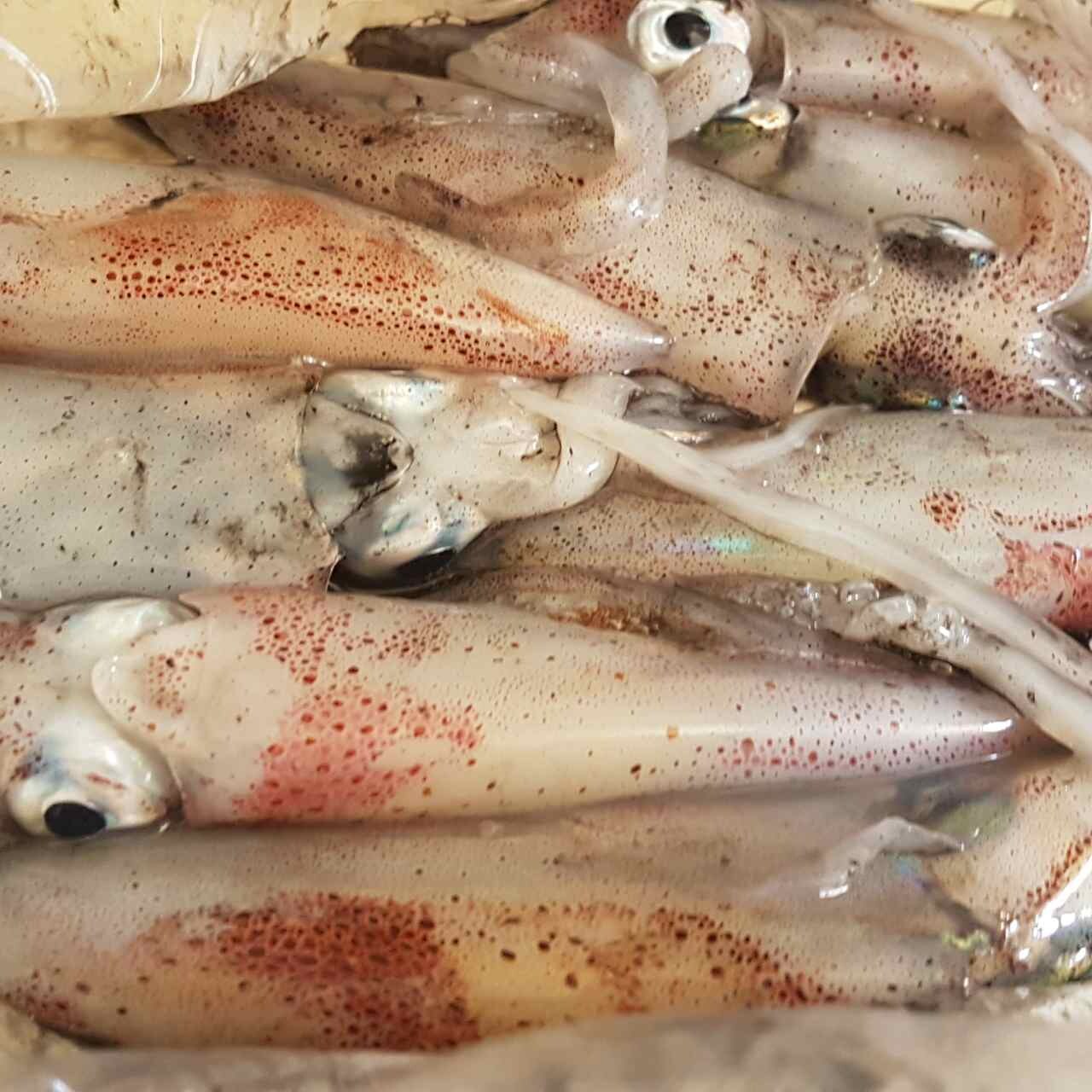 Bol Experience - Go Fishing!